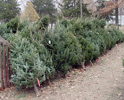 My Favorite Christmas Smell: Fresh Trees! | The Worley Gig