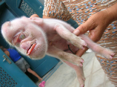 Something You Don’t See Every Day: Mutant Piglet with a Monkey Face ...