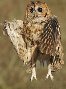 Owls Are Cool | The Worley Gig