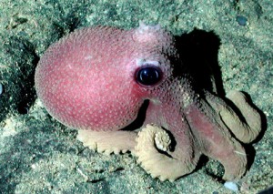 Pink Thing of the Day: Baby Pink Octopus | WorleyGig.com