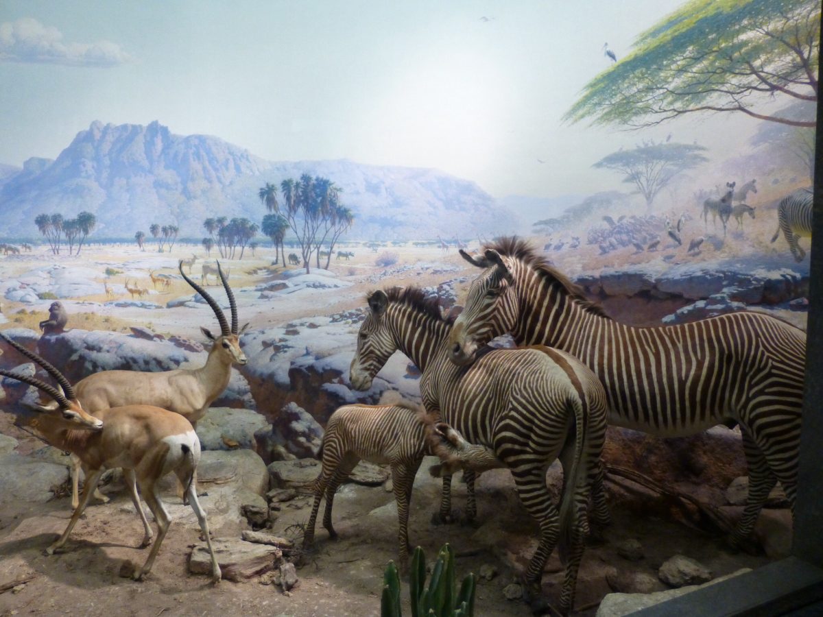 Hall of Mammals Dioramas, Museum of Natural History | The Worley Gig