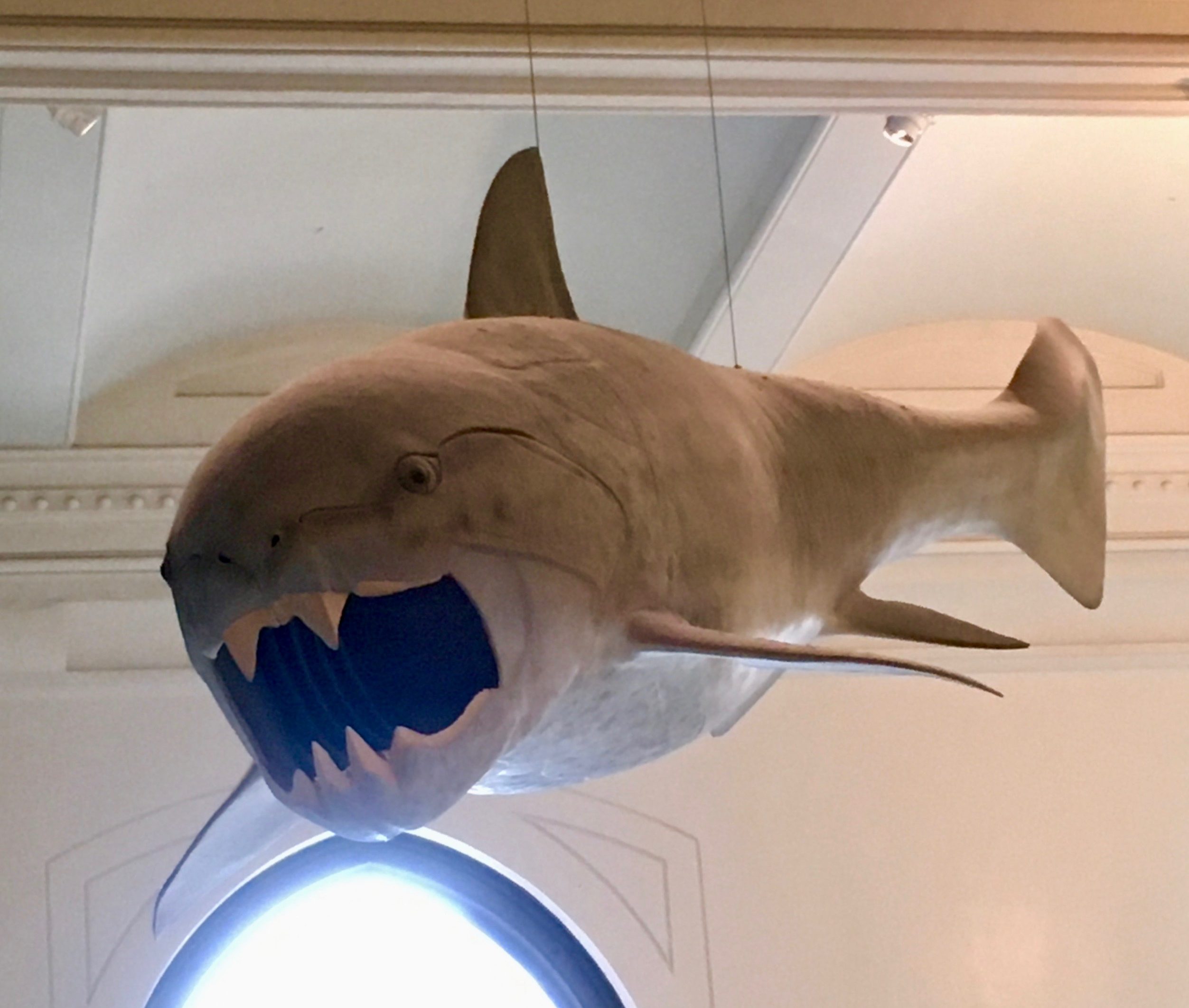 Favorite Extinct Placoderm: The Dunkleosteus | The Worley Gig