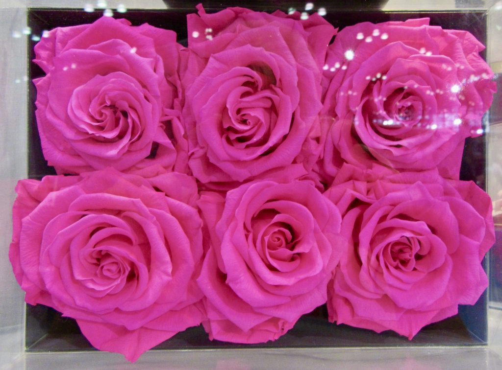 Pink Thing of The Day: Pink Eternal Roses in a Box | The Worley Gig