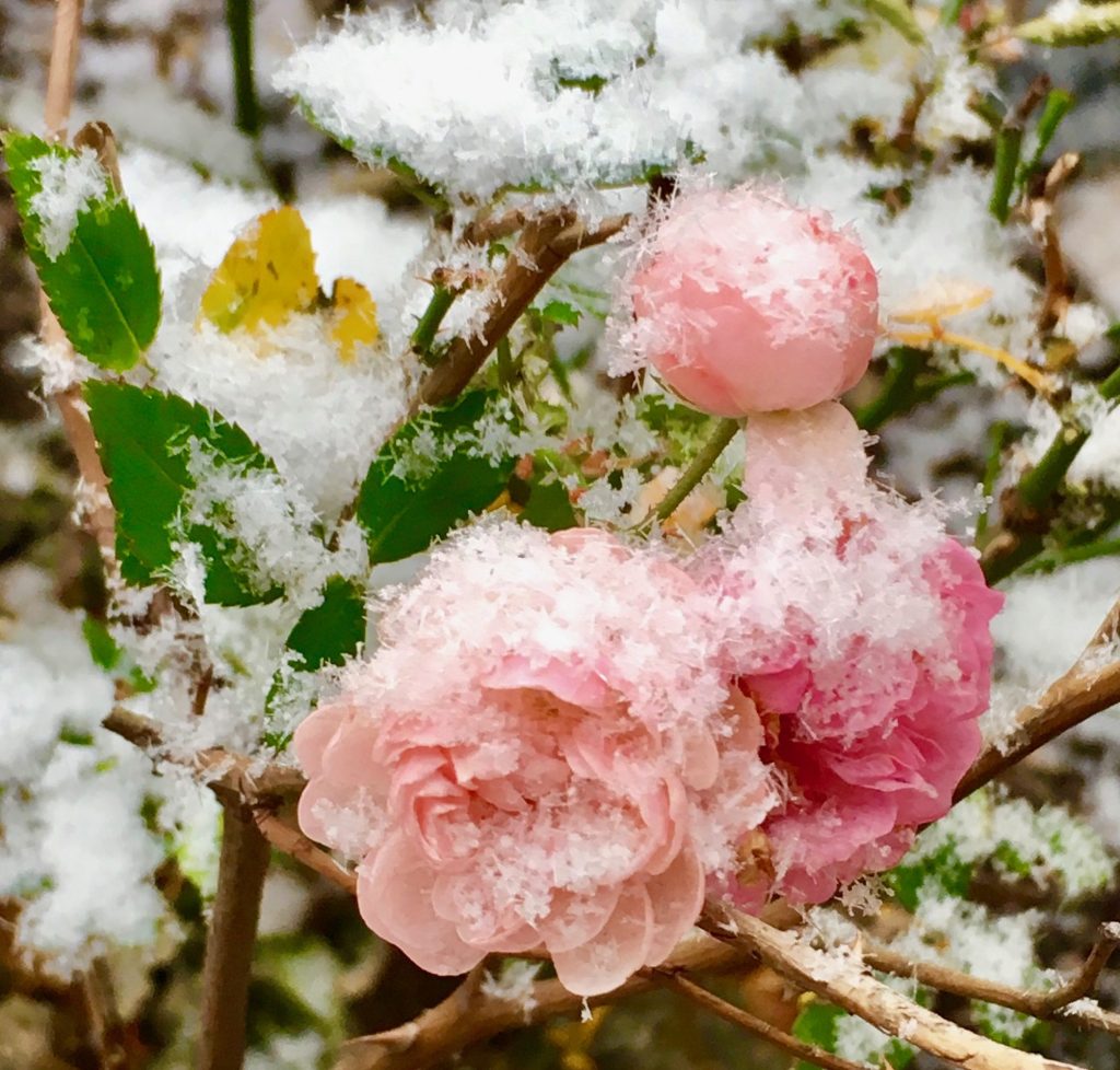 Pink Thing of The Day: Pink Roses in the Snow | The Worley Gig