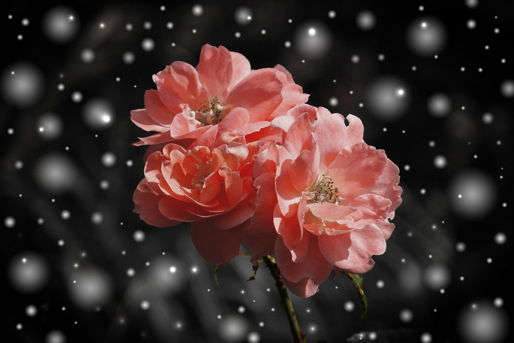 Beat the Winter Blues with These Fresh Winter Blooms | WorleyGig.com