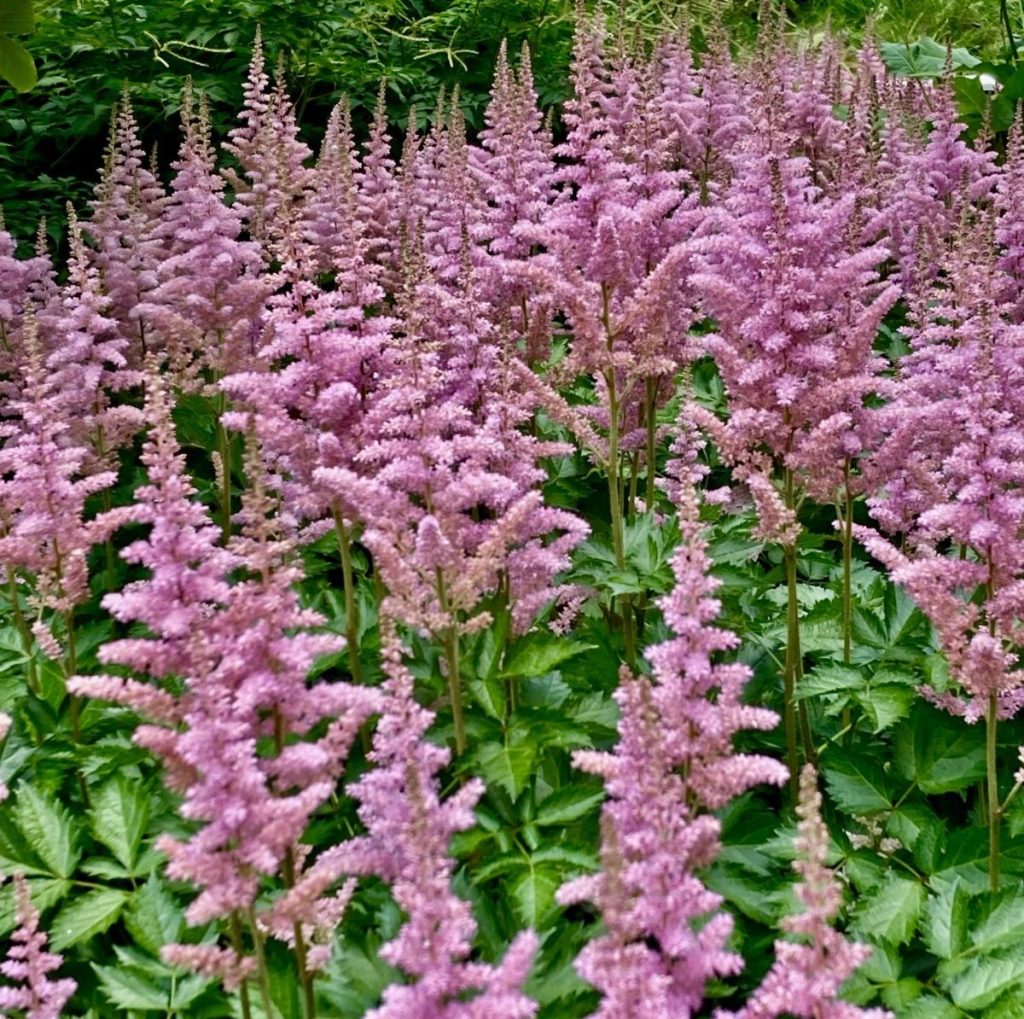 Pink Thing of The Day: Visions in Pink Chinese Astilbe | WorleyGig.com
