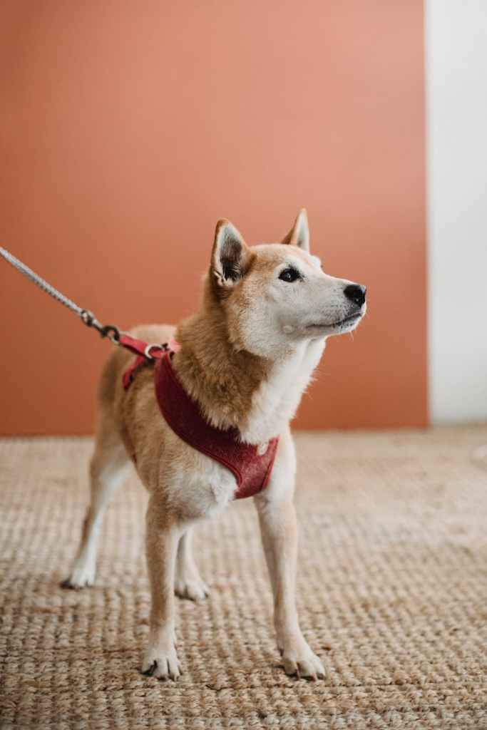 How the Right Dog Harness Improves Control Without Discomfort ...